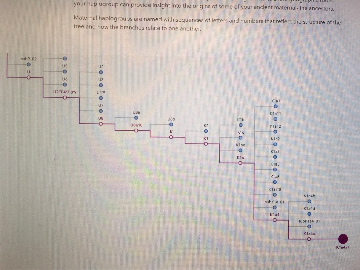 Haplogroup/Haplotree K1a4a1 – Mic's X-Chromosome